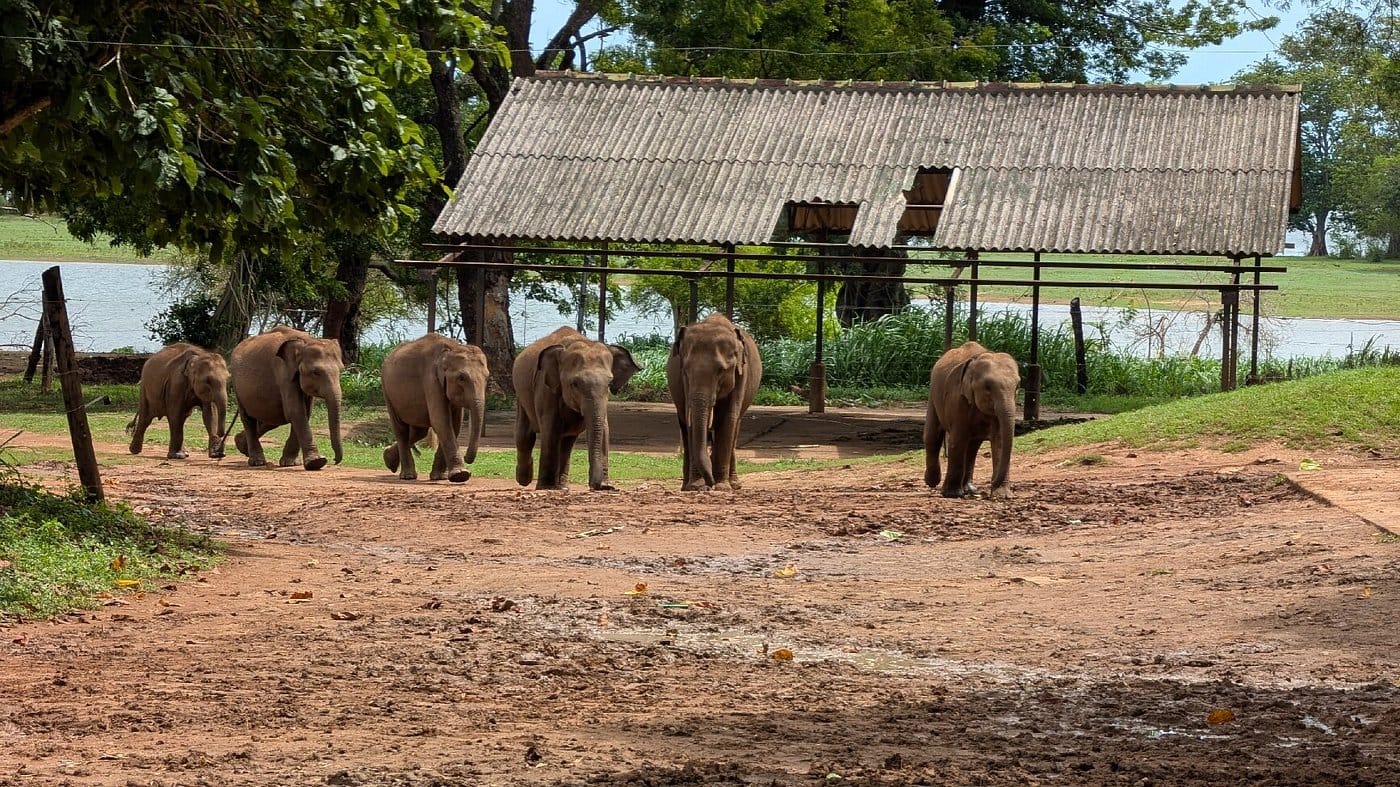 Udawalawe Elephant Transit Home - Inspiring Rescue & Hope For Sri Lanka ...